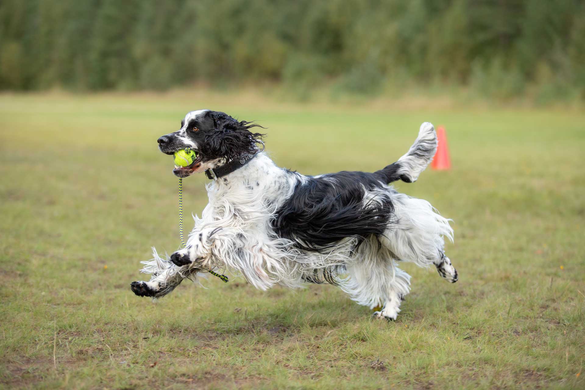 Tilauskoulutukset ja koulutuspäivät – Fysiotaurus